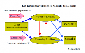 2-Routen-Modell | Pädagogisch-entwicklungspsychologische Praxis für ...